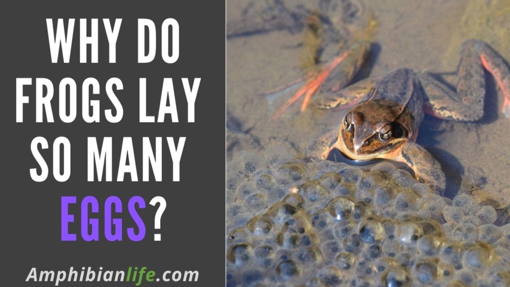 How Many Eggs Do Frogs Lay? (And Why Lay So Many?) - Amphibian Life