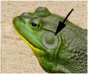 Why Do Frogs Croak? (And How Do Frogs Croak?) - Amphibian Life