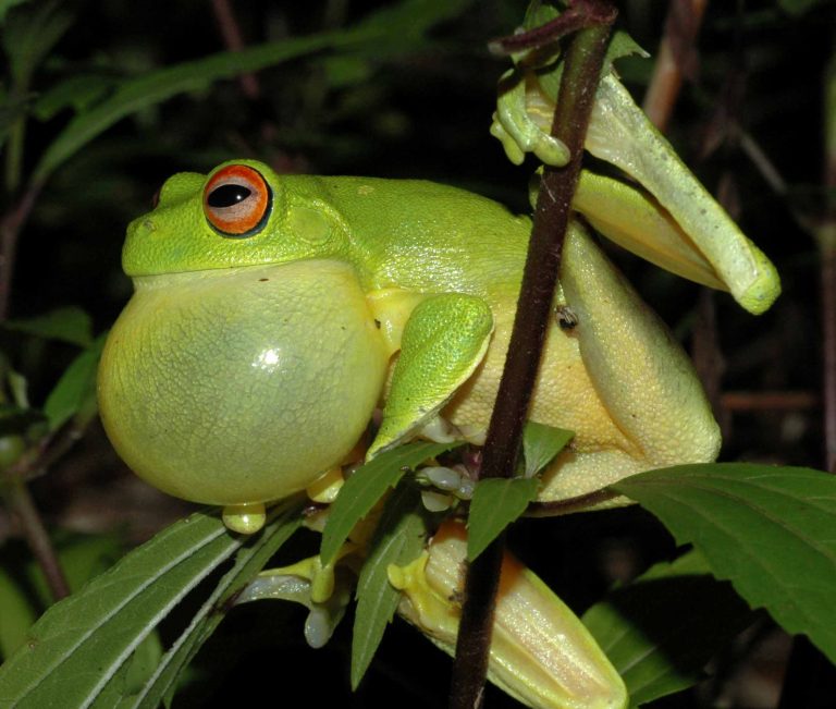 Why Do Frogs Croak? (And How Do Frogs Croak?) - Amphibian Life