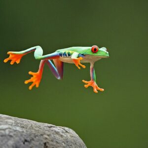 How High Can A Frog Jump? (And How They Do It) - Amphibian Life