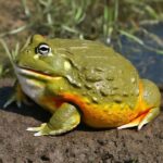 Do Frogs Bite? (And Do Frog Bites Hurt?) - Amphibian Life