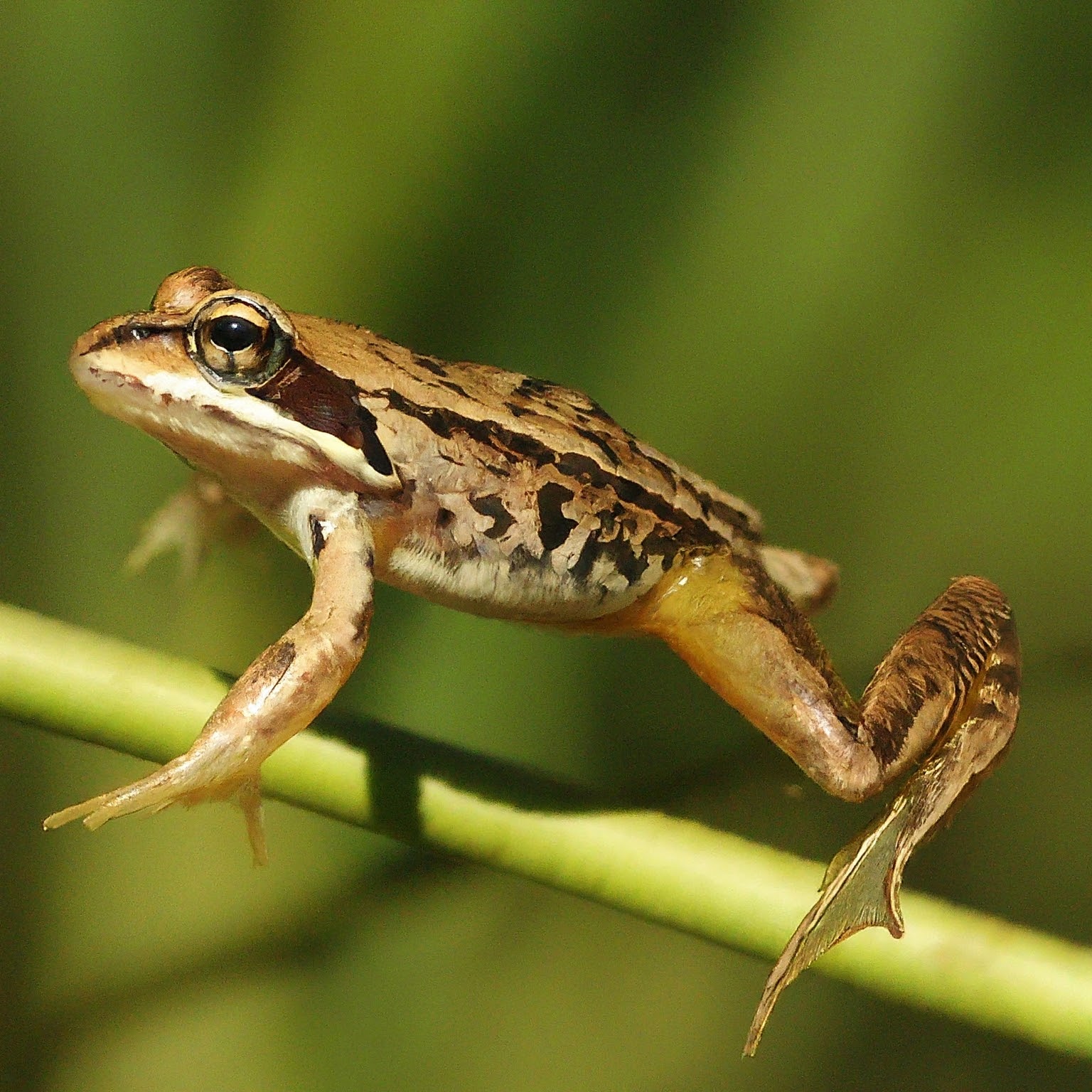 How High Can A Frog Jump? (And How They Do It) - Amphibian Life