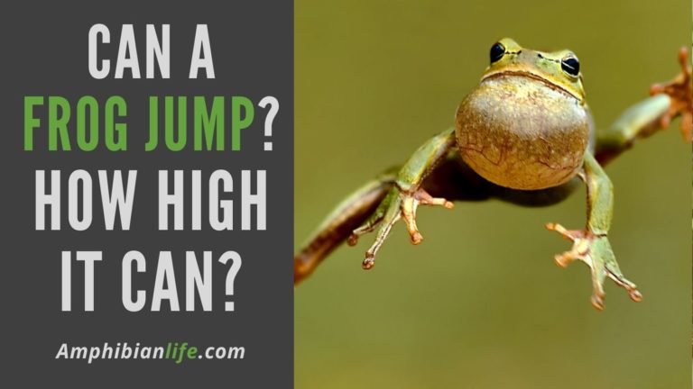 How High Can A Frog Jump? (And How They Do It) - Amphibian Life