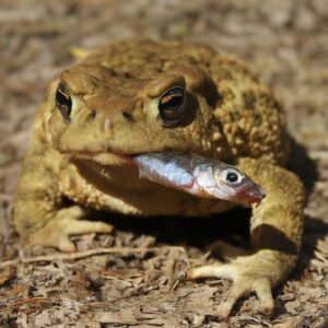 What Do Toads Eat? The Complete Guide To Toad Food - Amphibian Life