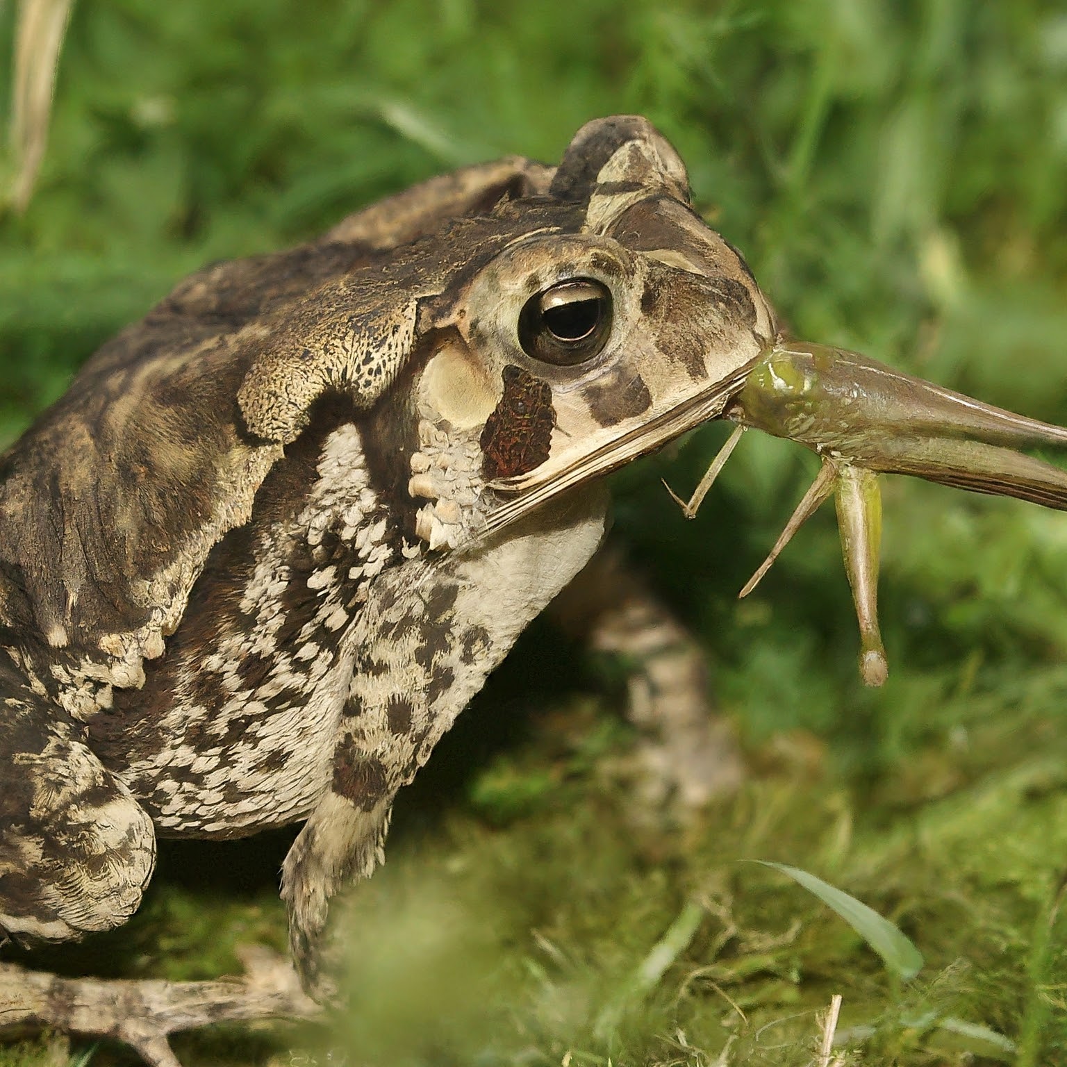 What Do Toads Eat? The Complete Guide To Toad Food - Amphibian Life