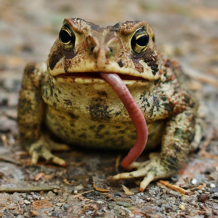What Do Toads Eat? The Complete Guide To Toad Food - Amphibian Life