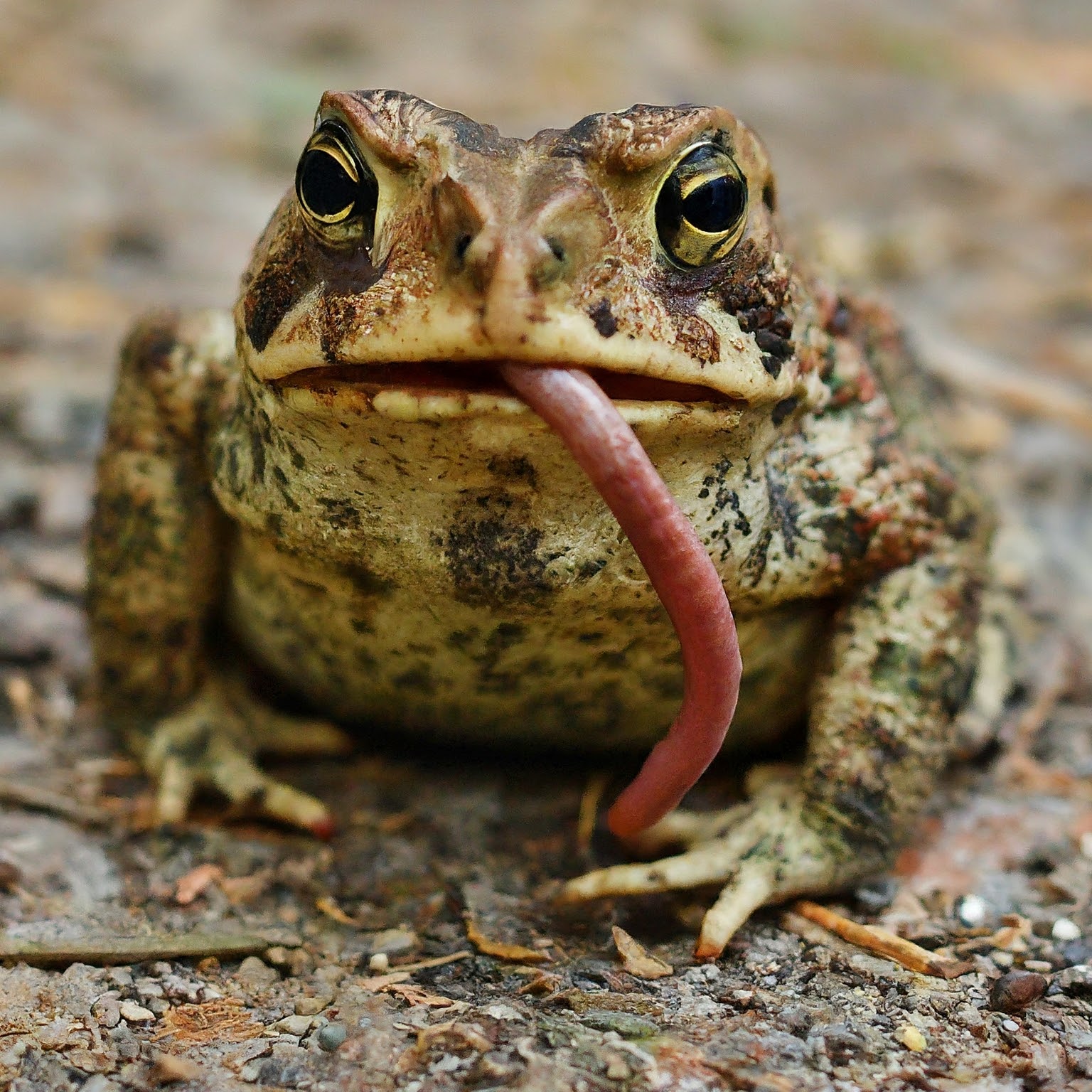 What Do Toads Eat? The Complete Guide To Toad Food - Amphibian Life