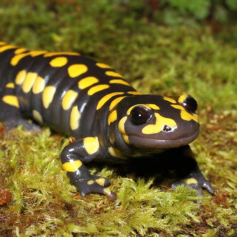 Where Do Salamanders Live In The Wild? - Amphibian Life