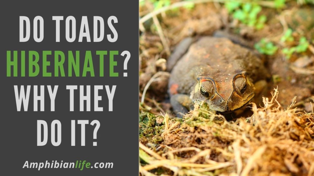 Do Toads Hibernate? (And Do They Hibernate In Captivity?) - Amphibian Life