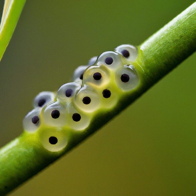 What Do Frog Eggs Look like (Where They Keep Them)? - Amphibian Life