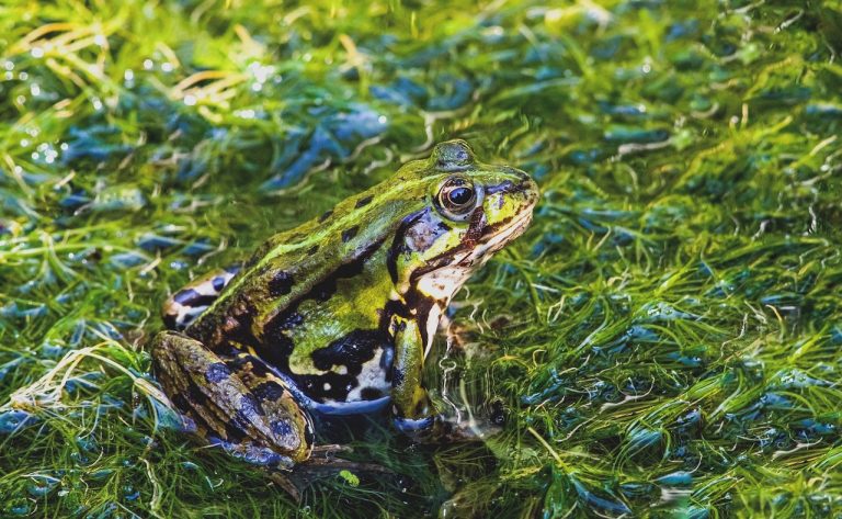 Do Frogs Have Ears?+How Do They Hear? - Amphibian Life
