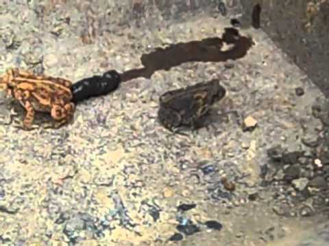 What Does Frog Poop Look Like (You May Be Surprised) - Amphibian Life