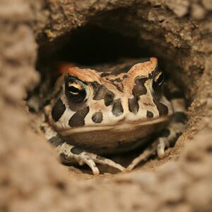Do Toads Hibernate? (And Do They Hibernate In Captivity?) - Amphibian Life
