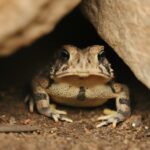 What Do Toads Need To Survive (And How Do They Do It)? - Amphibian Life