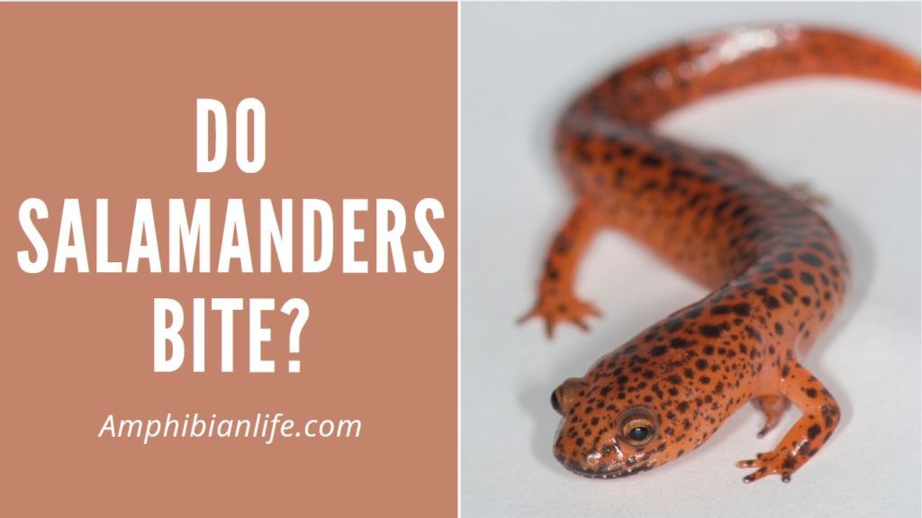 Do Salamanders Bite? Do salamanders have teeth? - Amphibian Life