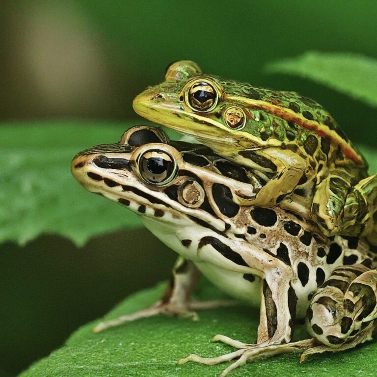 Leopard Frog vs Pickerel Frog (Do You Know The Differences ...