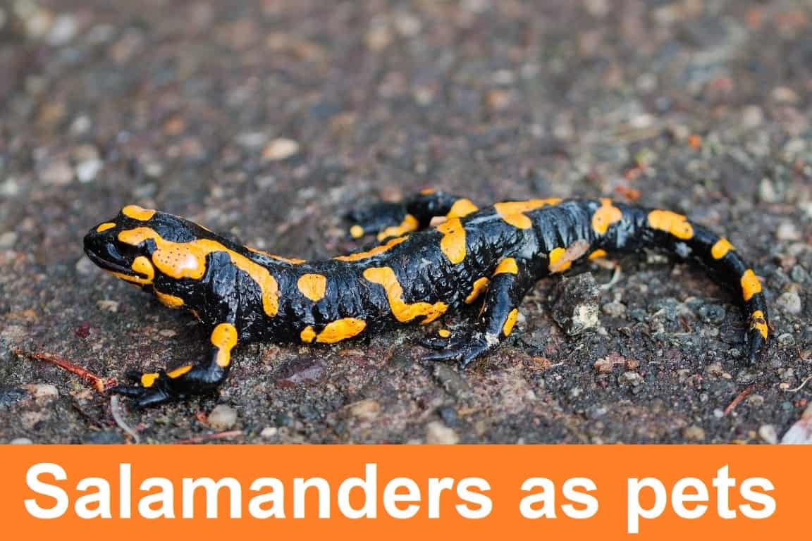 Amphibian Life - Page 2 of 8 - The Ultimate Guide to Amphibians