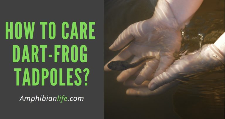 Can Frogs Breathe Underwater (And Can Frogs Drown)? - Amphibian Life
