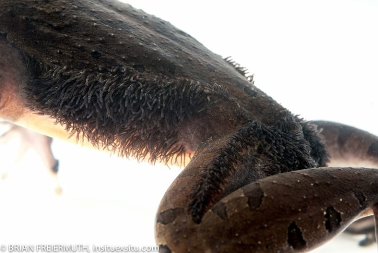 Do Frogs Have Hair? (And If Not, Why Not?) - Amphibian Life