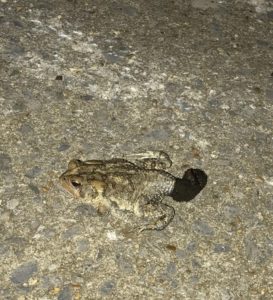 What Does Frog Poop Look Like (You May Be Surprised) - Amphibian Life