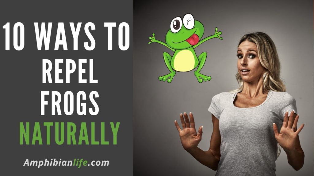 What are Natural Ways to Repel frogs? (10 DIY Ways) - Amphibian Life