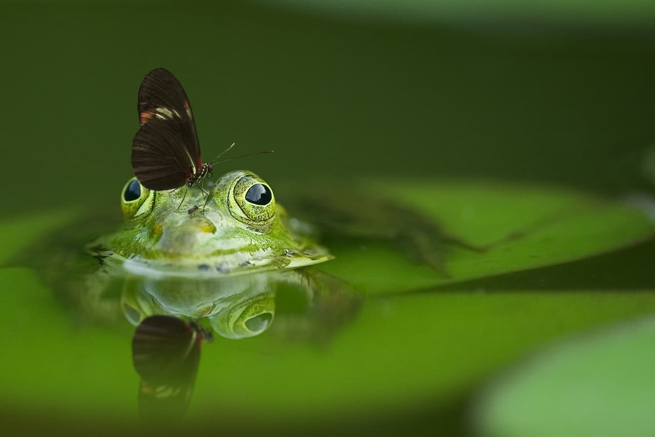 What is Safe Water for Amphibians? Is Acidic water safe? - Amphibian Life