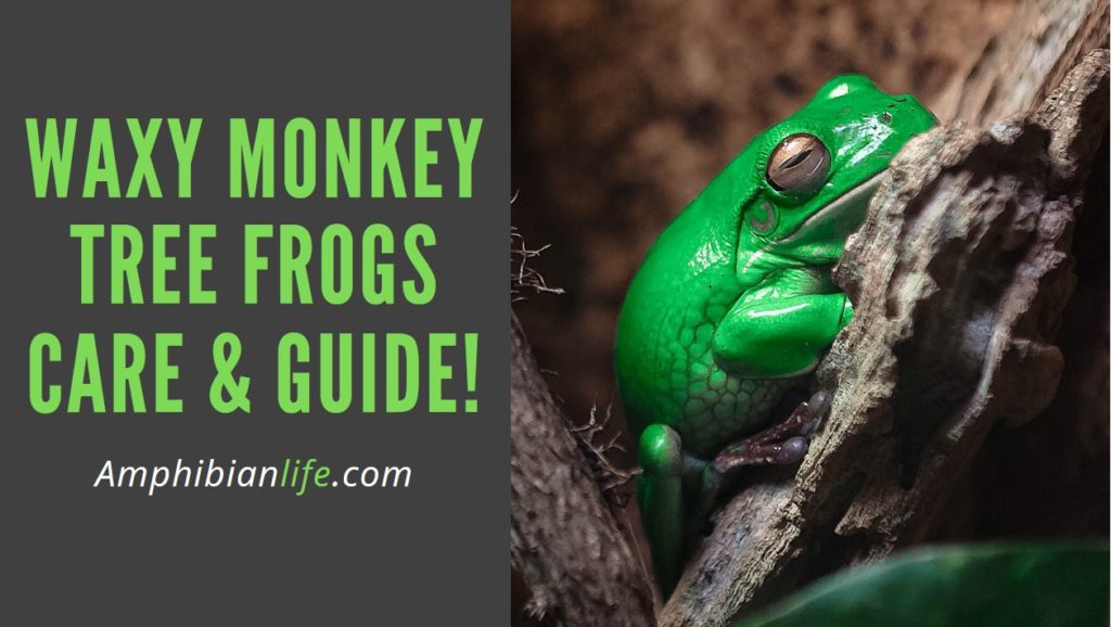 Waxy Monkey Tree Frogs: A Guide & Care Sheet - Amphibian Life