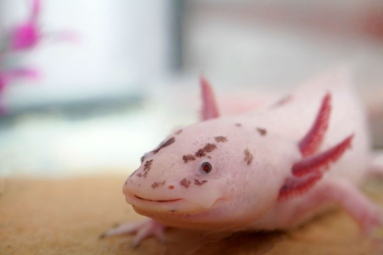 Do Axolotls have Many Colors? (And Why so Many) - Amphibian Life