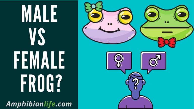 Top 20 Differences in Male Frog and Female Frog. - Amphibian Life