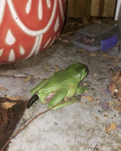 What Does Frog Poop Look Like (You May Be Surprised) - Amphibian Life