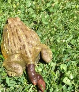 What Does Frog Poop Look Like (You May Be Surprised) - Amphibian Life