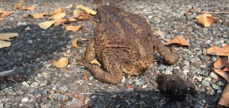 What Does Frog Poop Look Like (You May Be Surprised) - Amphibian Life