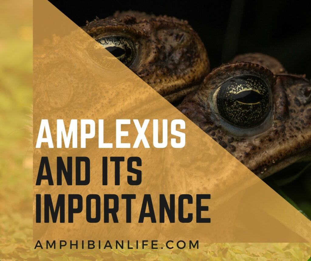 What Is Amplexus?+Types and Importance - Amphibian Life
