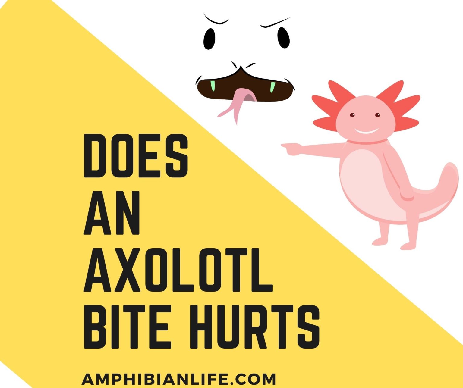 Do Axolotls Bite? Does Axolotl Bite Hurts? - Amphibian Life