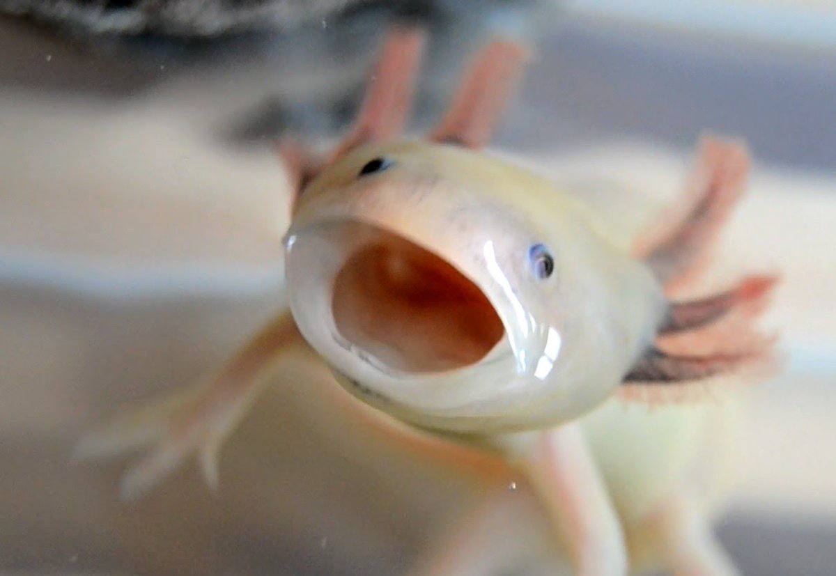 Do Axolotls Bite? Does Axolotl Bite Hurts? - Amphibian Life Do Axolotls Bite? Does Axolotl Bite Hurts? - Amphibian Life