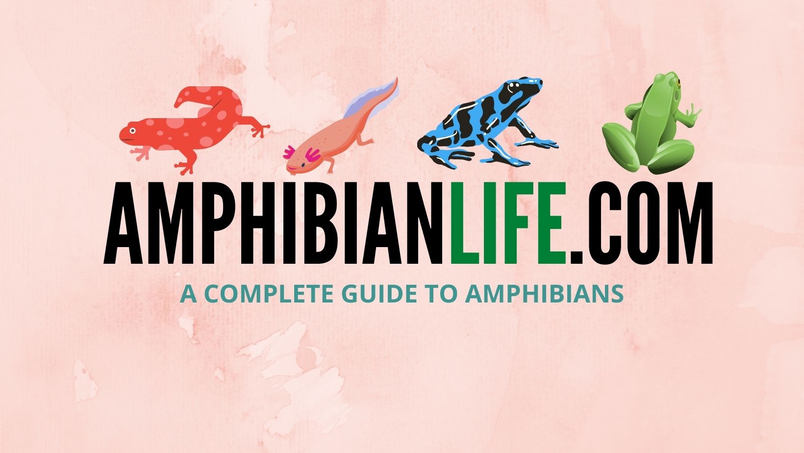 A Beginner's Guide To Amphibians - Amphibian Life