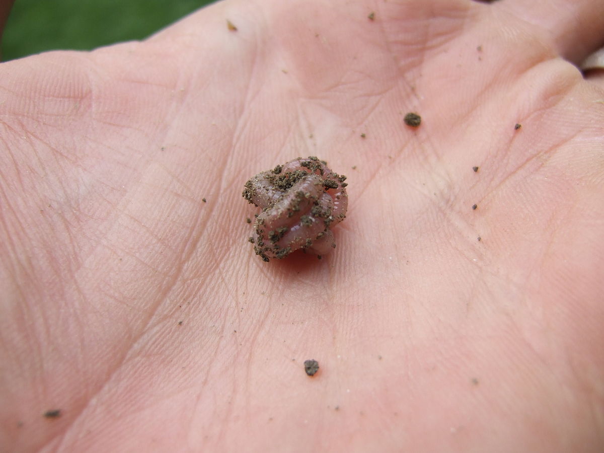 Hibernation vs Brumation vs Torpor Vs Dormancy: Guide 101 - Amphibian Life