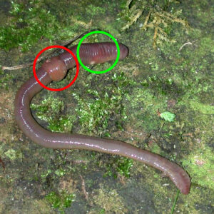 How to Feed Worms to Axolotl? A Guide to Worm Farming! - Amphibian Life