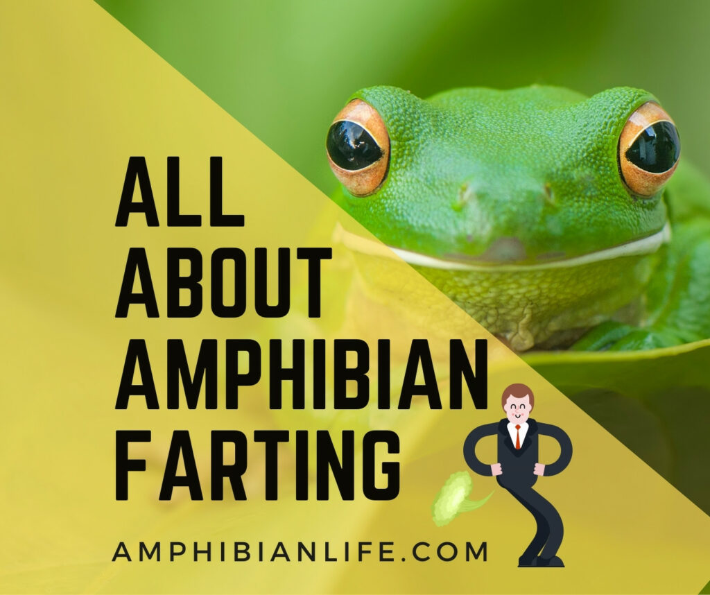 Do Frogs fart? All About Amphibian Farting - Amphibian Life