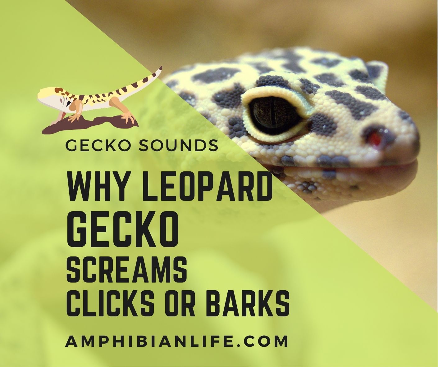 Leopard Gecko Sounds and Noises+What they Mean? - Amphibian Life