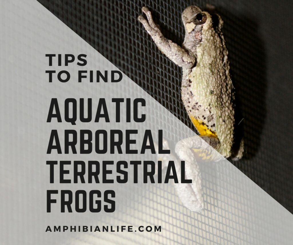 12 Tips for Finding Frogs Aquatic, Terrestrial and Arboreal - Amphibian ...