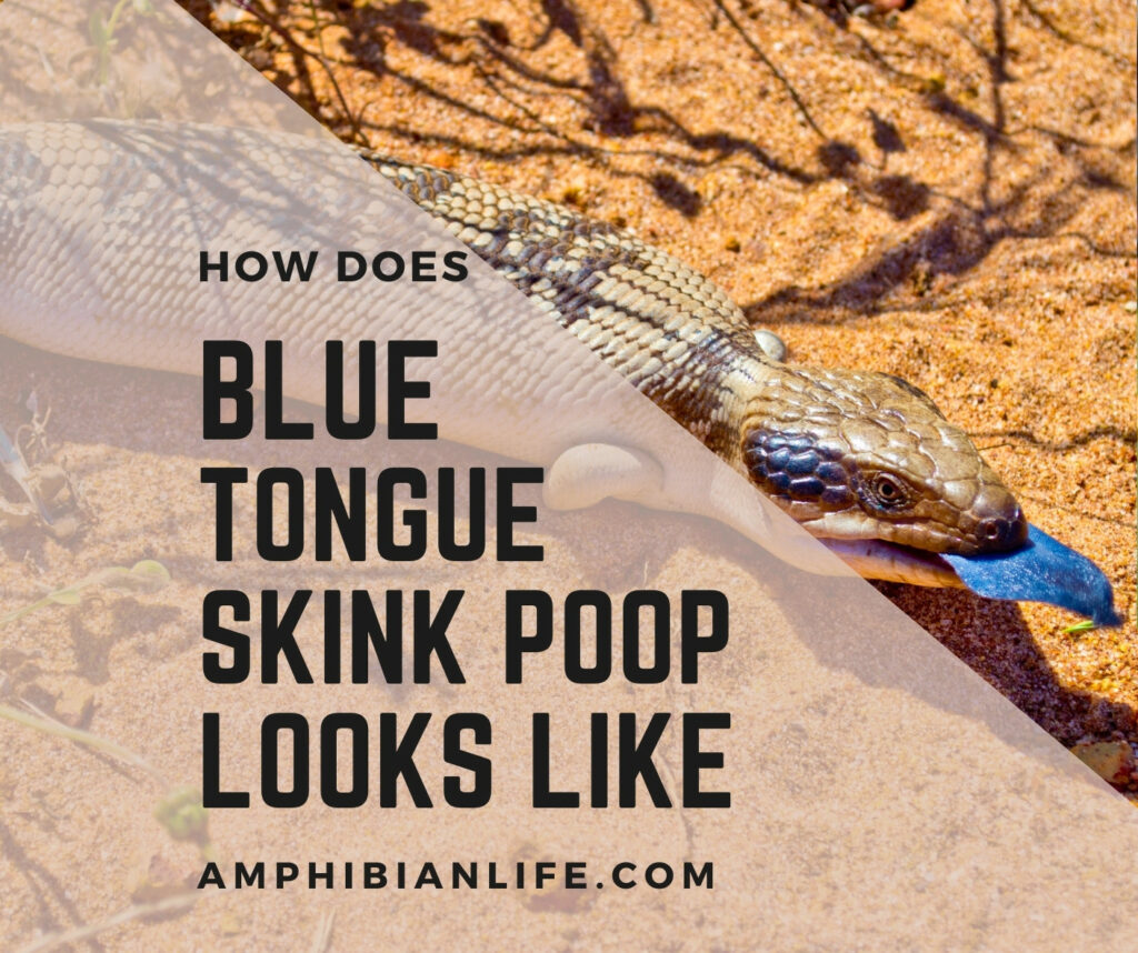How Blue Tongue Skink Poop Look Like? with Pictures - Amphibian Life