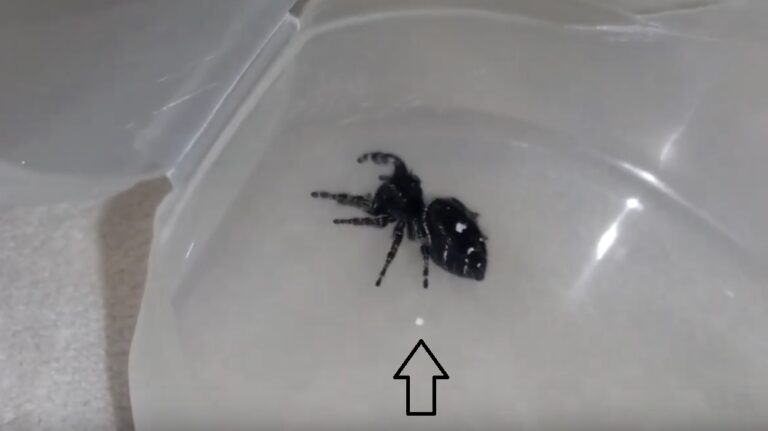 What Does Spider Poop Look Like?+Pictures - Amphibian Life