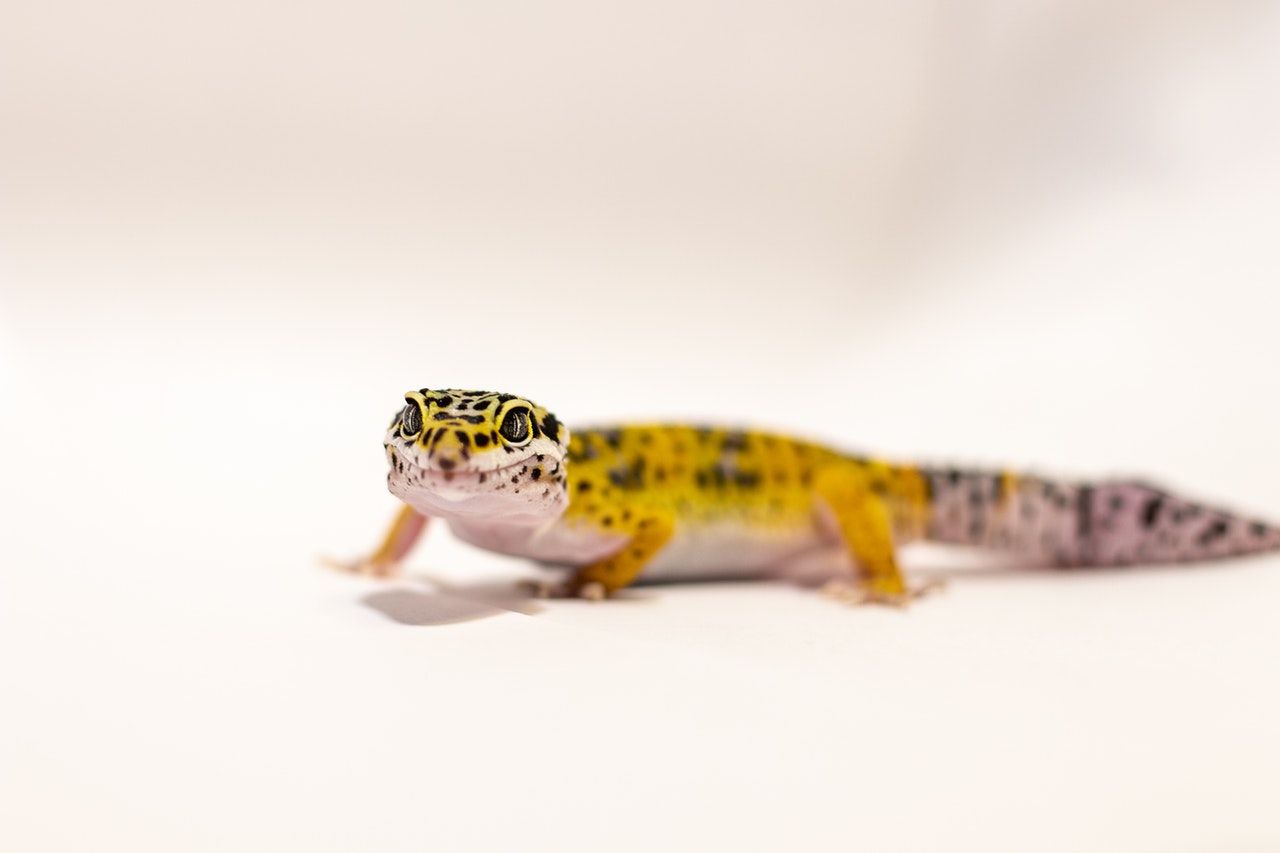 5 Reasons Why Leopard Gecko Stares At You? - Amphibian Life