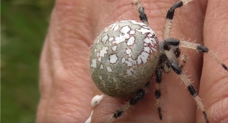 What Does Spider Poop Look Like?+Pictures - Amphibian Life