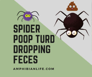What Does Spider Poop Look Like?+Pictures - Amphibian Life