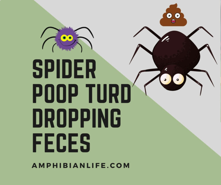 What Does Spider Poop Look Like?+Pictures - Amphibian Life