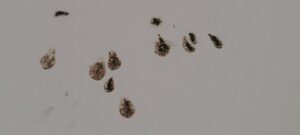 What Does Spider Poop Look Like?+Pictures - Amphibian Life