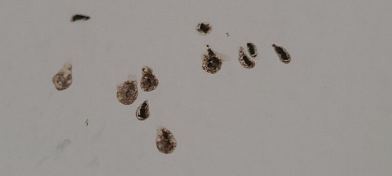 What Does Spider Poop Look Like?+Pictures - Amphibian Life