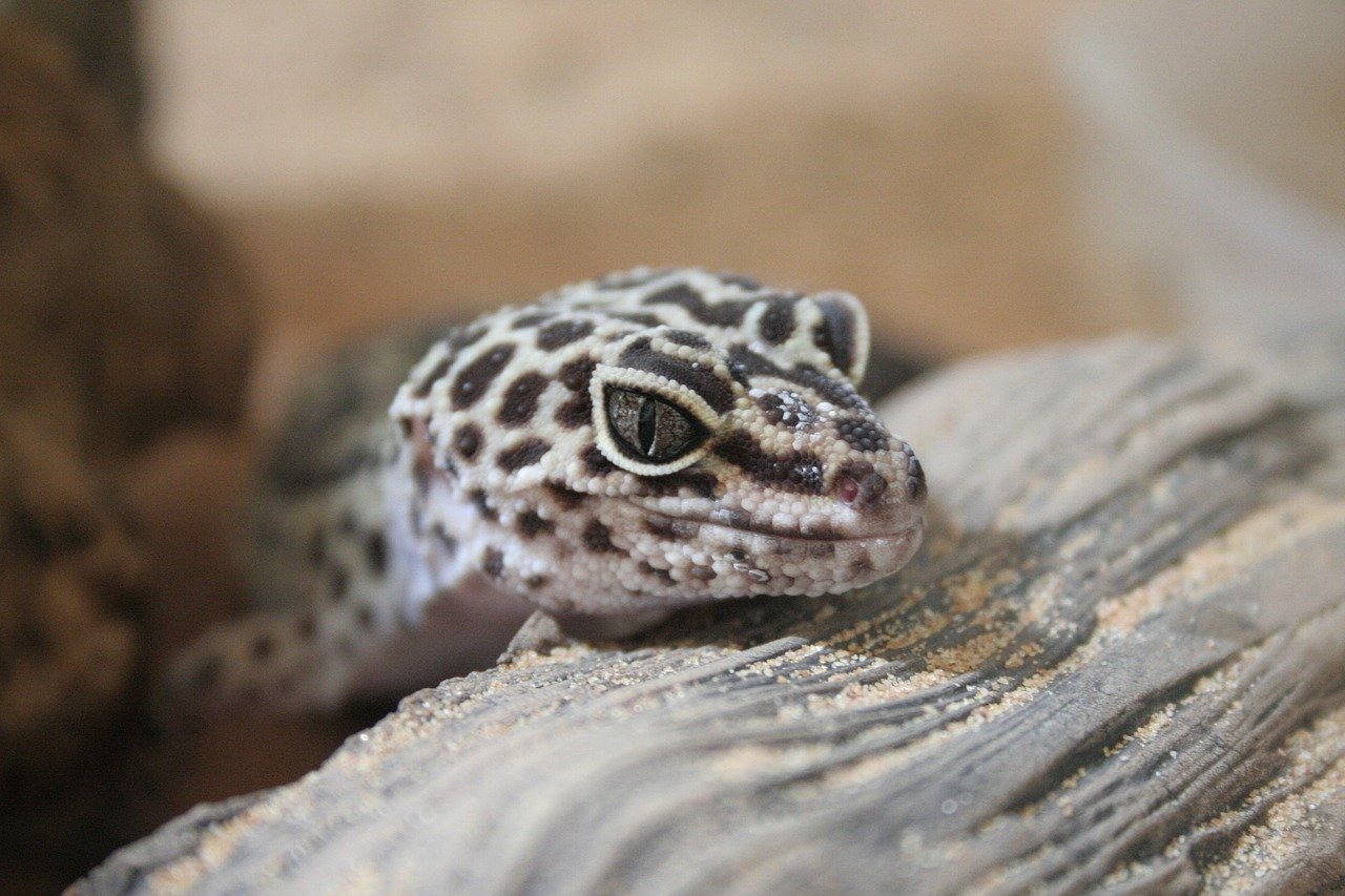 5 Reasons Why Leopard Gecko Stares At You? - Amphibian Life